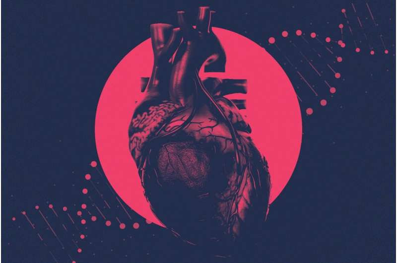 Researchers discover gene that shapes heart-attack risk Researchers discover gene that shapes heart-attack risk